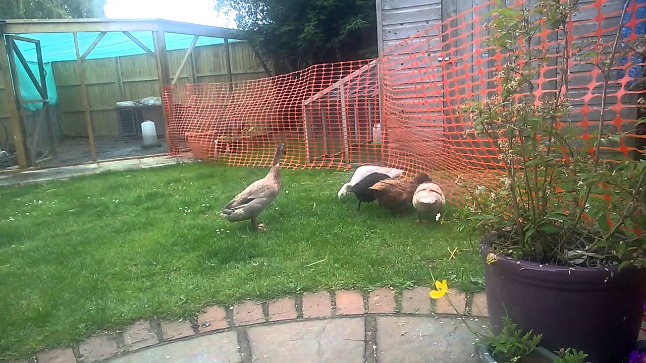 Ducks in the garden - YouTube