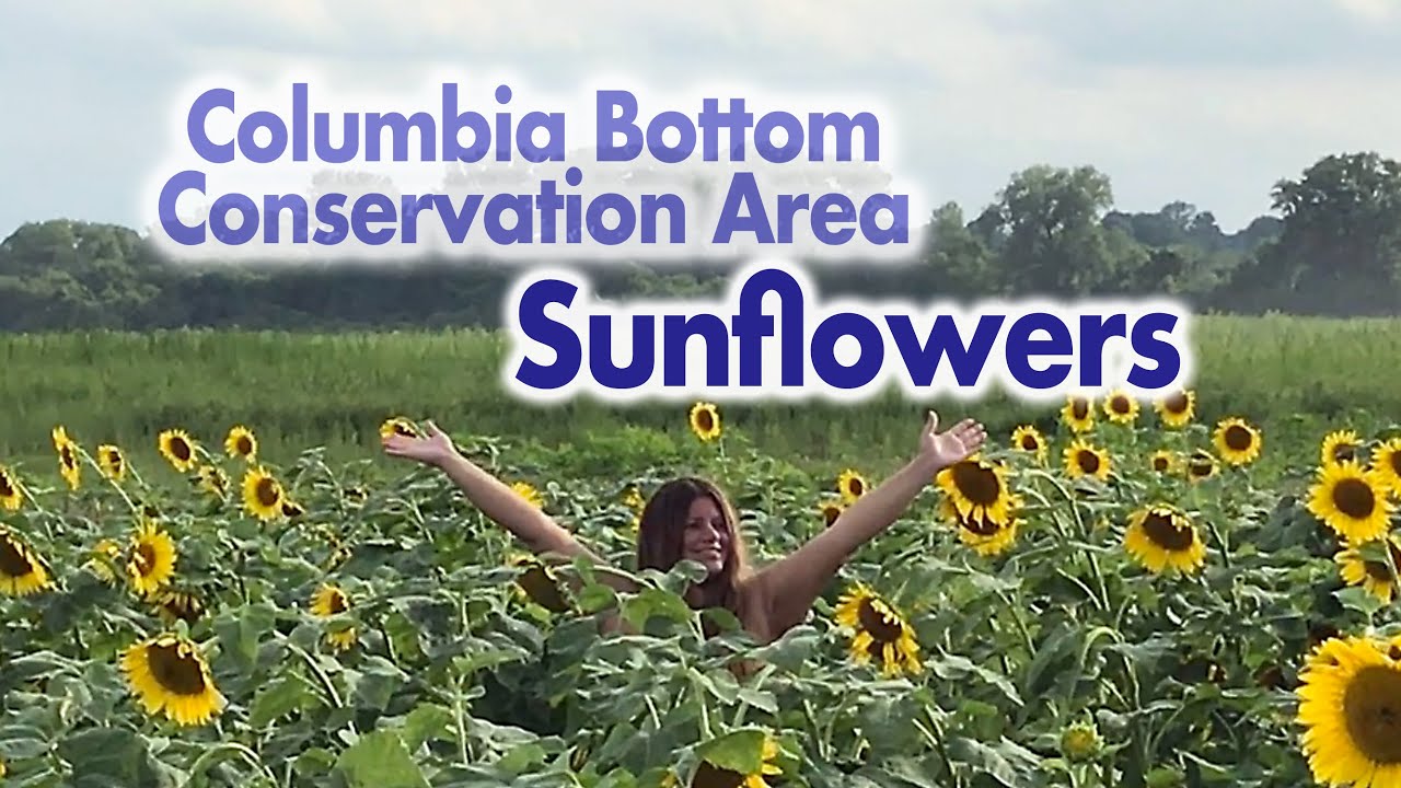Columbia Bottom Conservation Area Sunflowers #exploringmissouri - YouTube