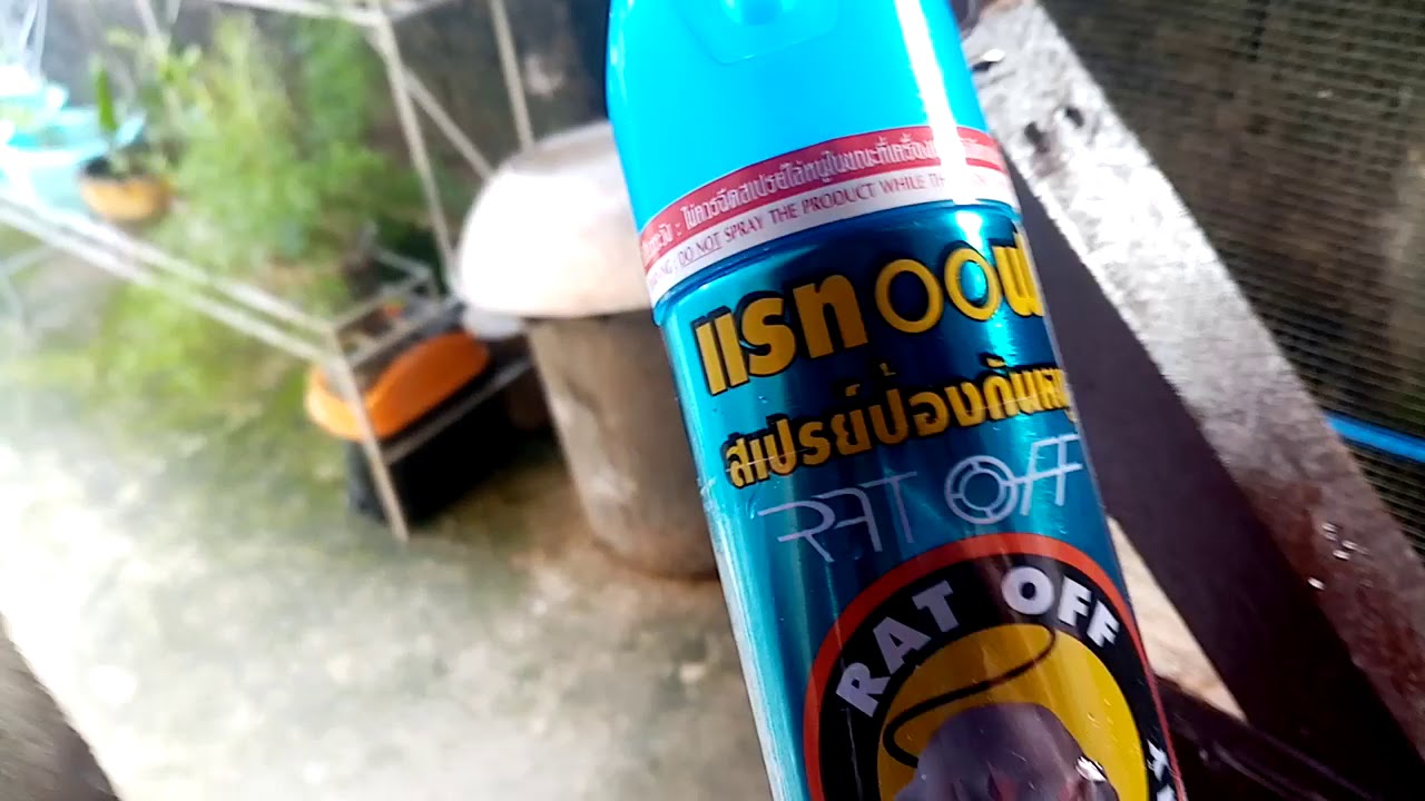 Pang taboy sa daga para iwas peste sa loob ng makina ng kotse (ratoff ...