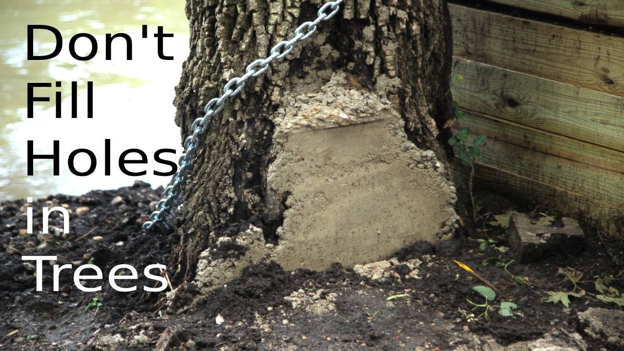 Don't fill holes in trees. - YouTube