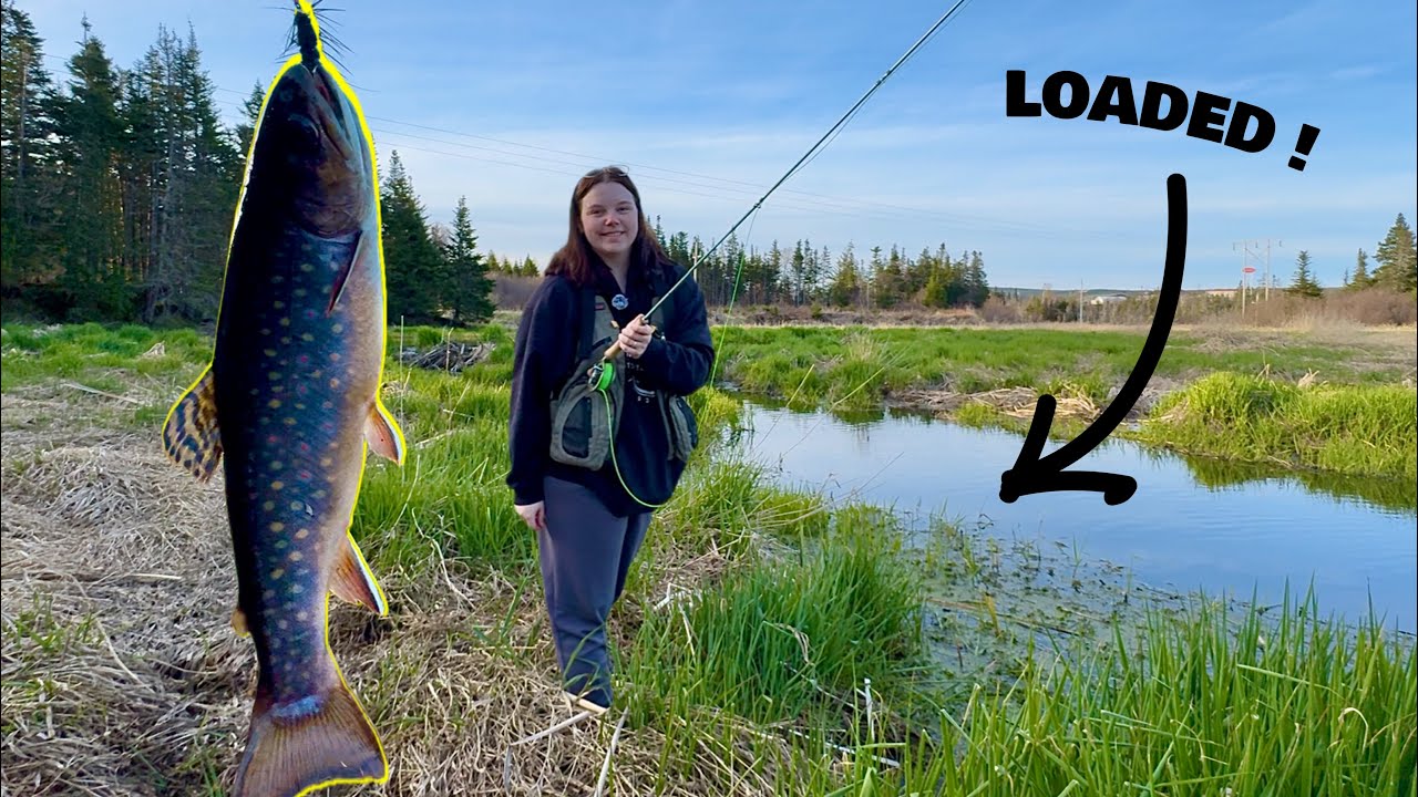 Fly Fishing a Beaver Pond LOADED With Aggressive Brook Trout ! - YouTube