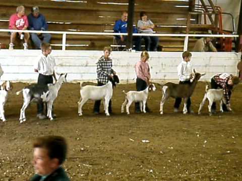 Douglas County Fair 4-H Goat showing - YouTube