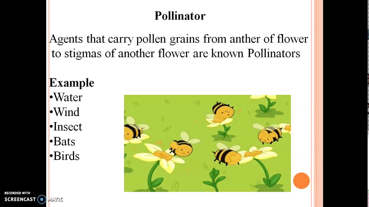 lecture 16 (pollinator+ pollination by wind) class 7 science - YouTube