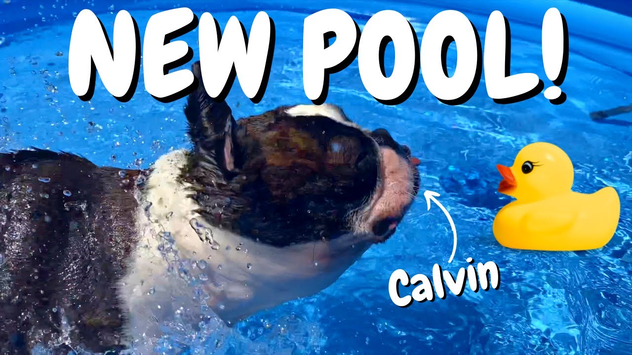 My DOG GETS a NEW POOL! DOES HE LIKE IT?!? - YouTube