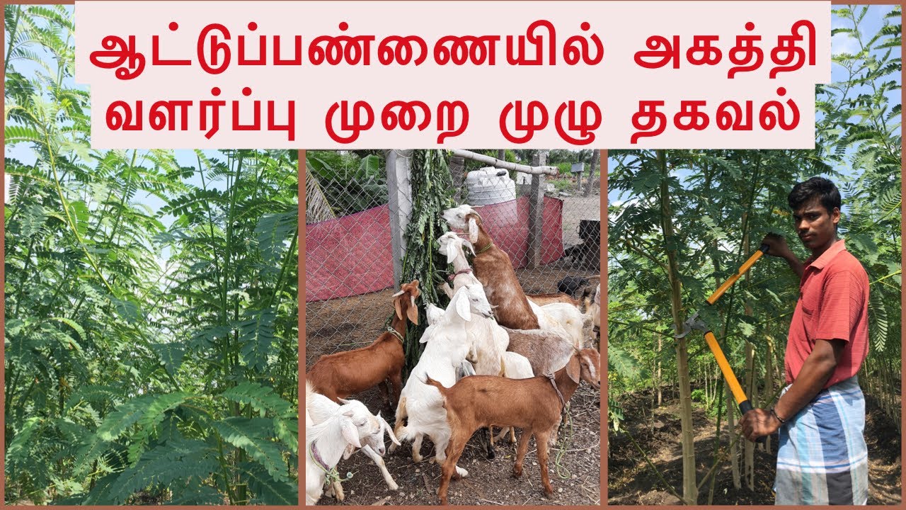 ஆடு வளர்ப்பில் முதல் பசுந்தீவனம் அகத்தி | Green fodder Agathi-Part 1 ...