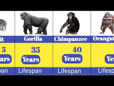 Average lifespan of land animals Comparison Years - YouTube