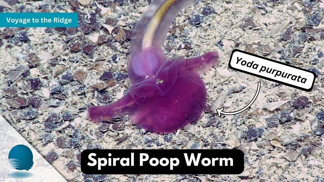 Voyage to the Ridge: Spiral Poop Worm - YouTube
