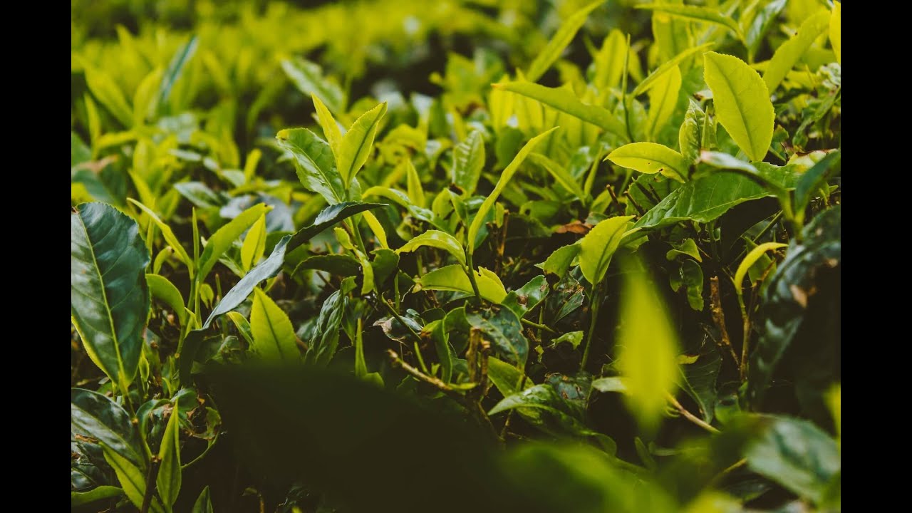 Bioactivity of Chinese Insect Tea - YouTube