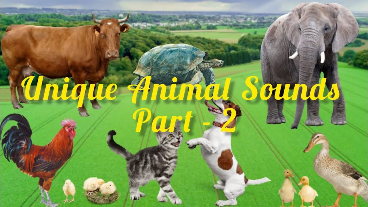 Cute Animals Sounds Part - 2 - YouTube