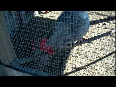 chicken scare - YouTube