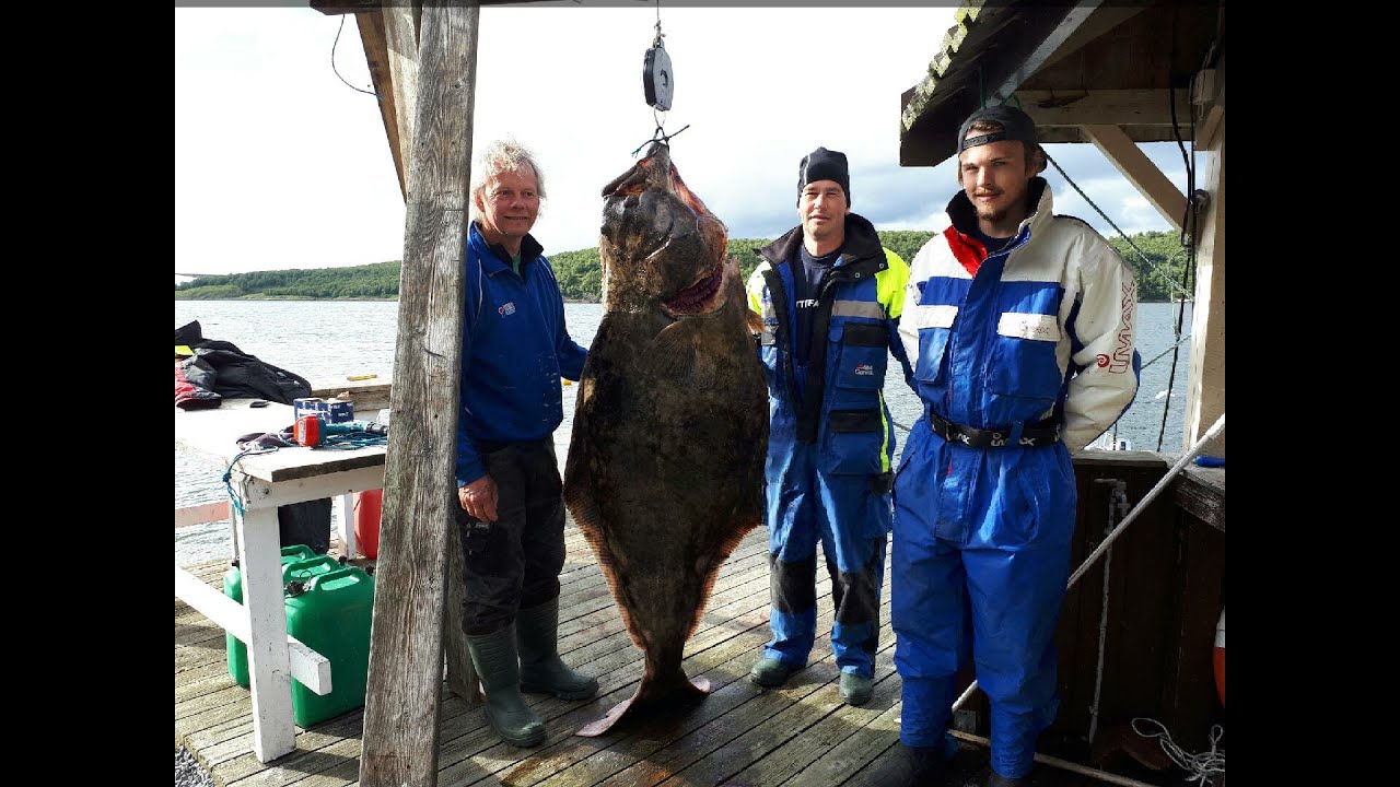 45 minuters kamp med stor kveite, Saltstraumen, Bodö, 2017-07-04 - YouTube