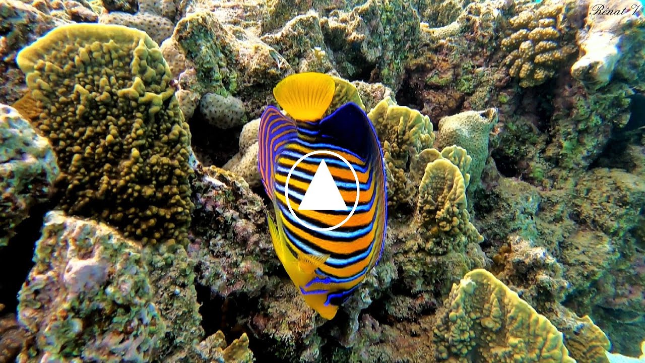Les merveilleux poissons des récifs de mer rouge - YouTube