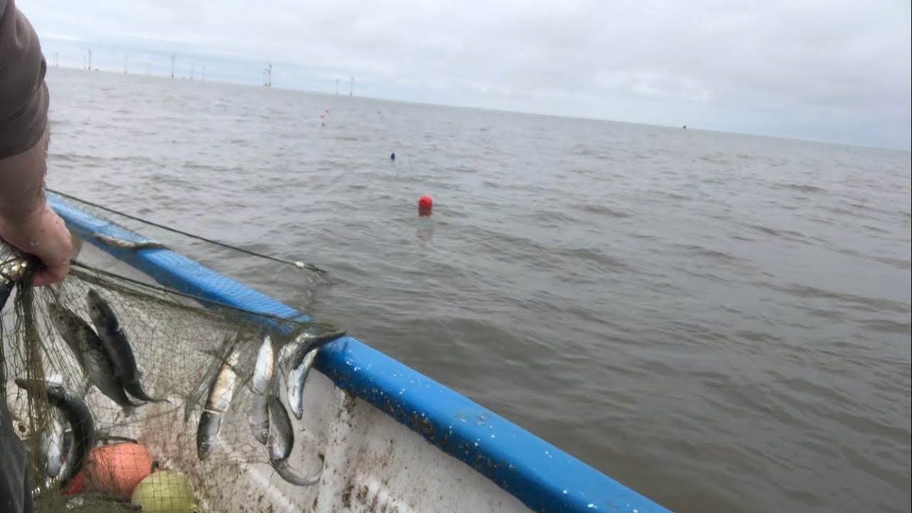 Part 1. Nets sinking with herring, most pilchards / sardines we have ...