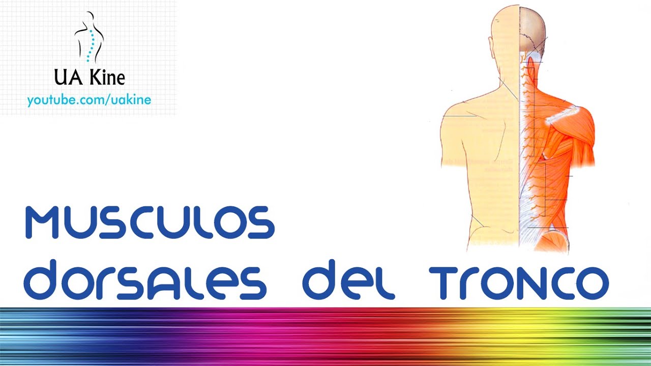 Anatomia Musculos dorsales de tronco espalda - YouTube