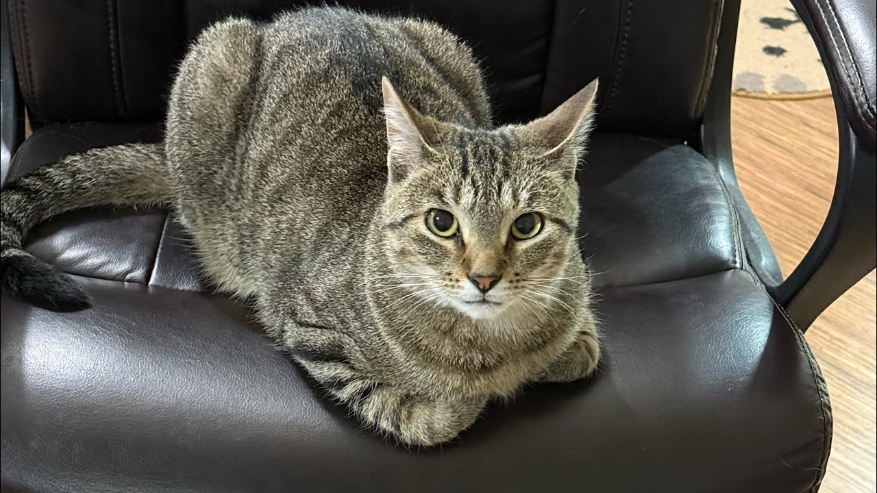 Most EXCITING CAT LIVESTREAM ON YOUTUBE!! ⭐️ - YouTube