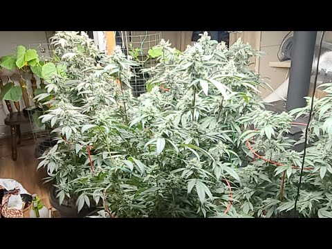 Sunday Funday Live Show Baby!!! (18+)