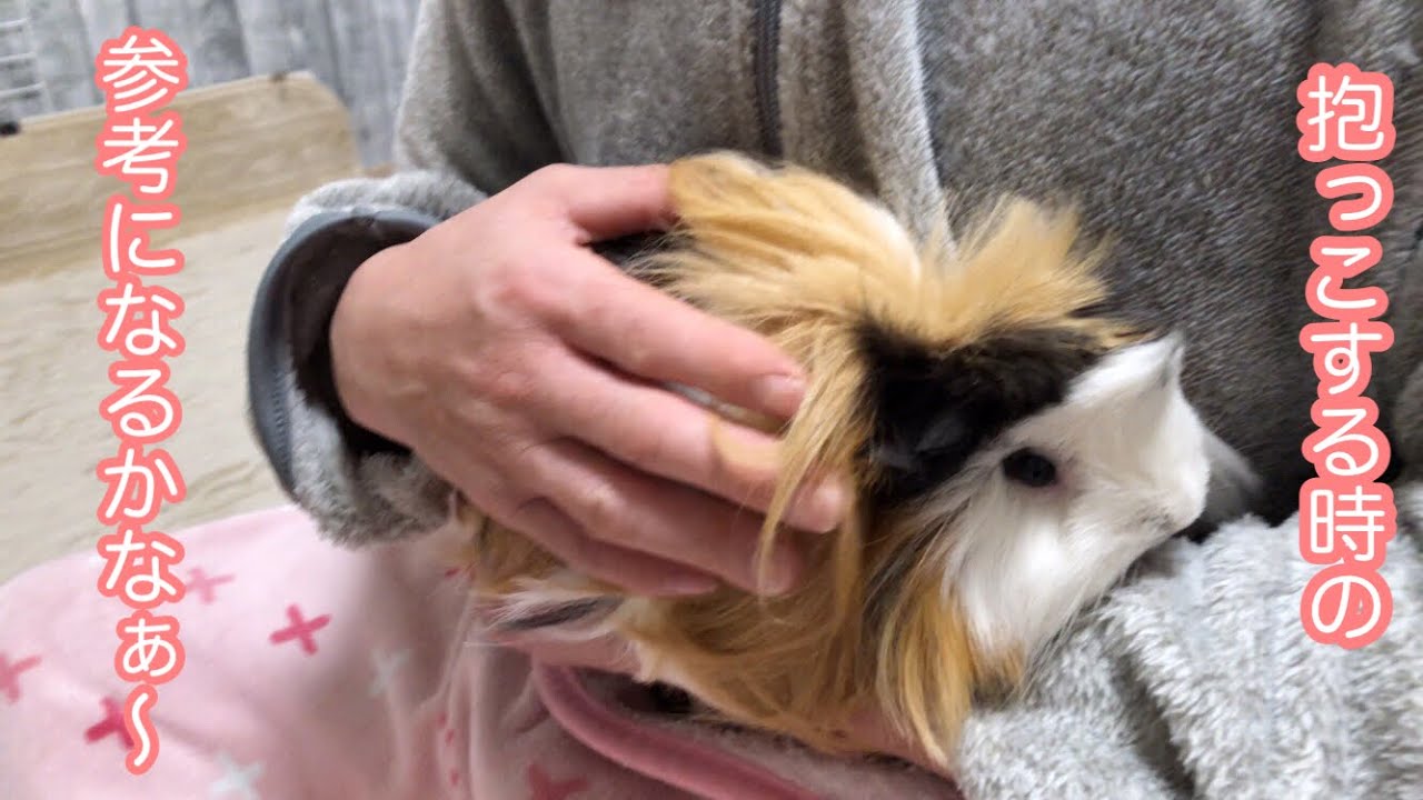 モルモット【抱っこ失敗する時も有ります】There are times when hugging fails - YouTube