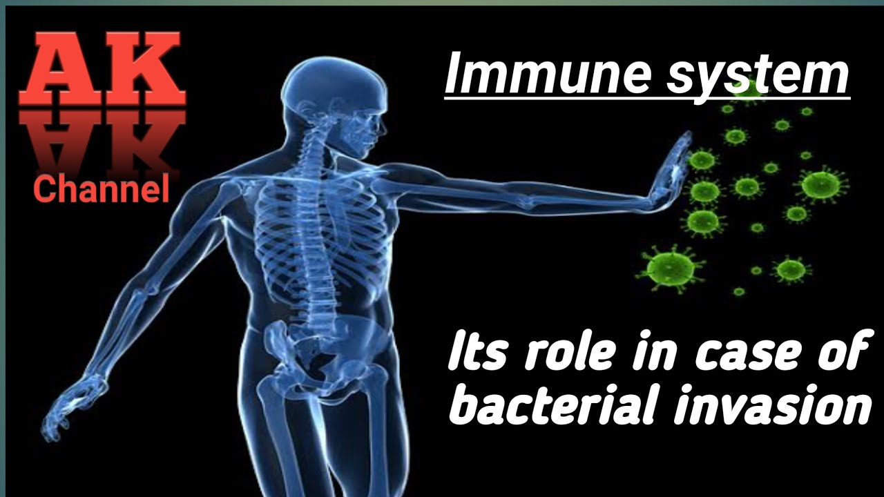 The Immune system explained - Bacteria infection i - YouTube