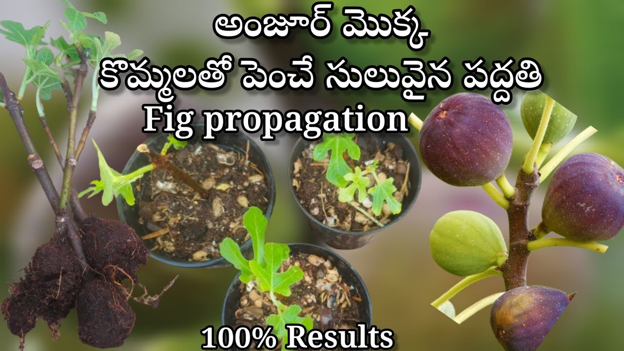 How to grow anjeer(fig)from cuttings | fig propagation - YouTube