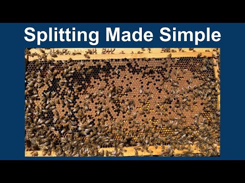 Discover the Quick and Simple Bee Splitting Method - YouTube