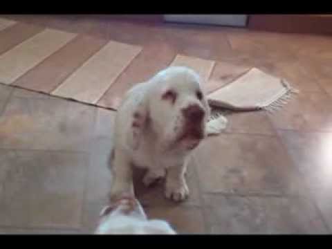 A jealous clumber baby - YouTube