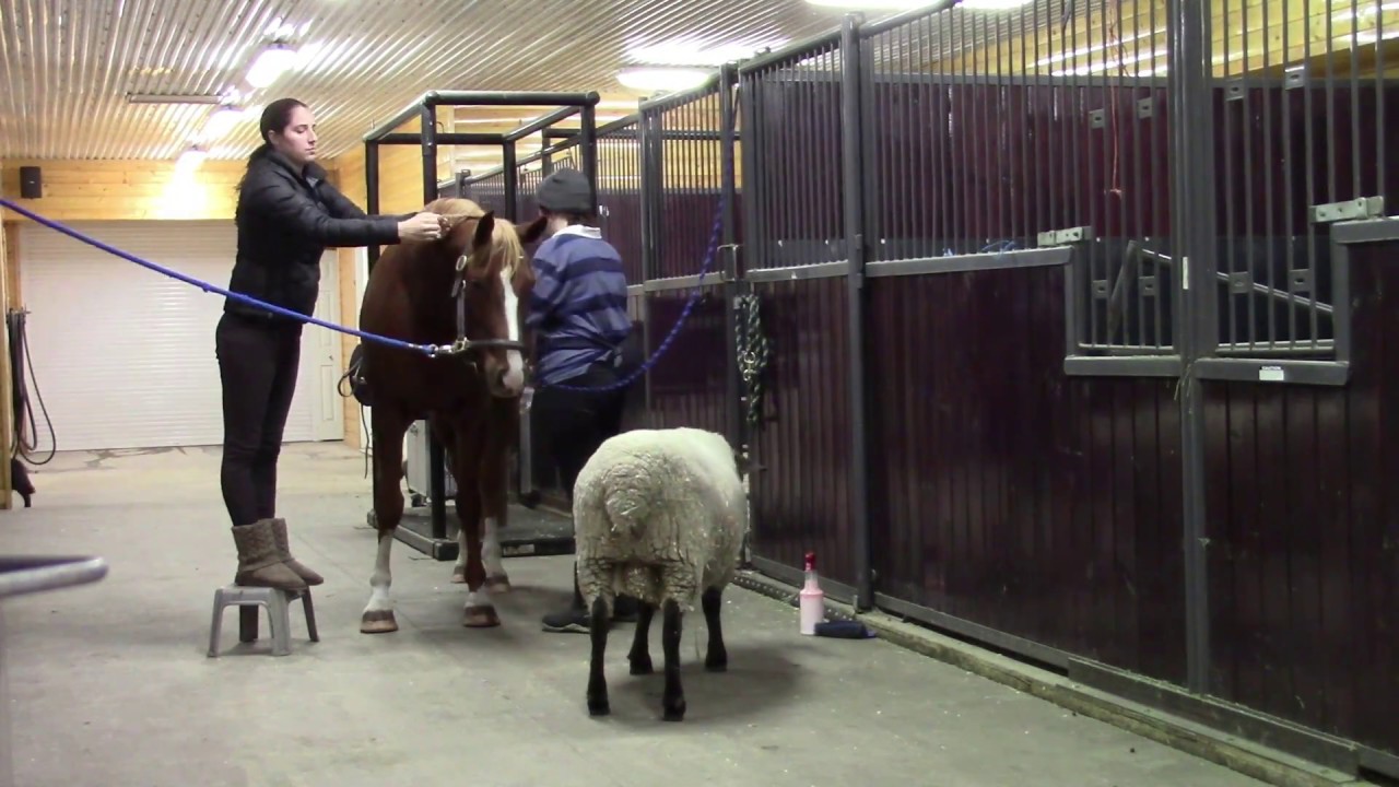 Grooming Fun! - YouTube