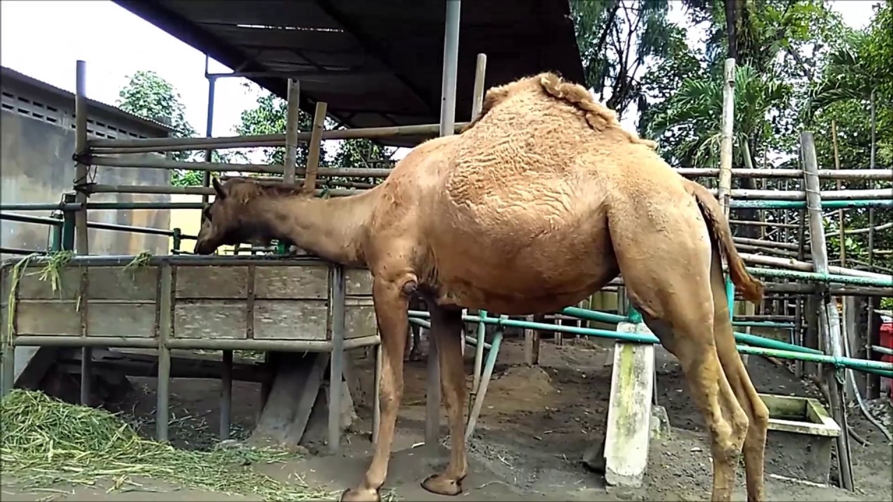 Zoo Animals For Children Video - Deers, Horse, Camel, Tiger, Crocodile ...