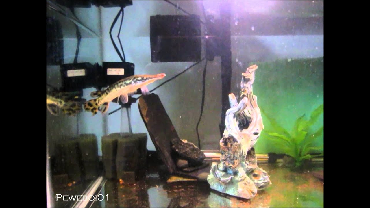 Baby Alligator Gar Feedng - YouTube