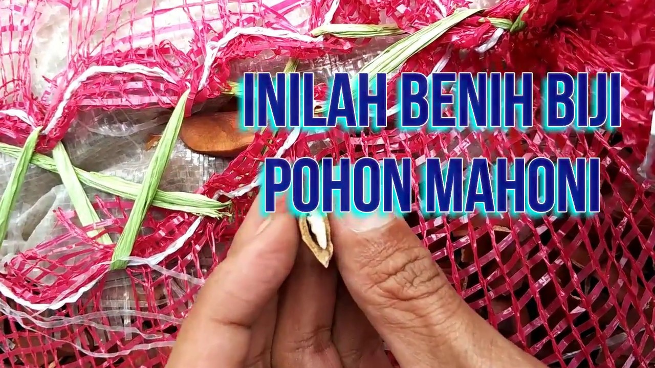 Bibit POHON MAHONI | Benih Biji Pohon Mahoni - YouTube