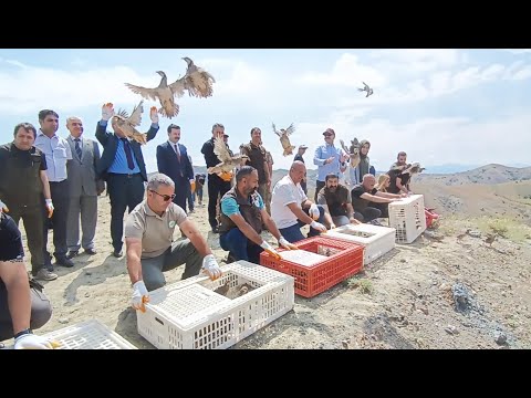 Doğaya 600 keklik salındı