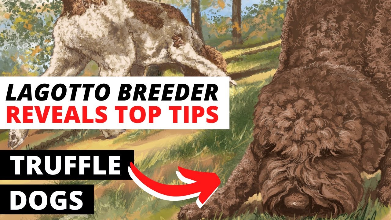 Everything You Need To Know Before Buying A REAL Truffle Dog - YouTube