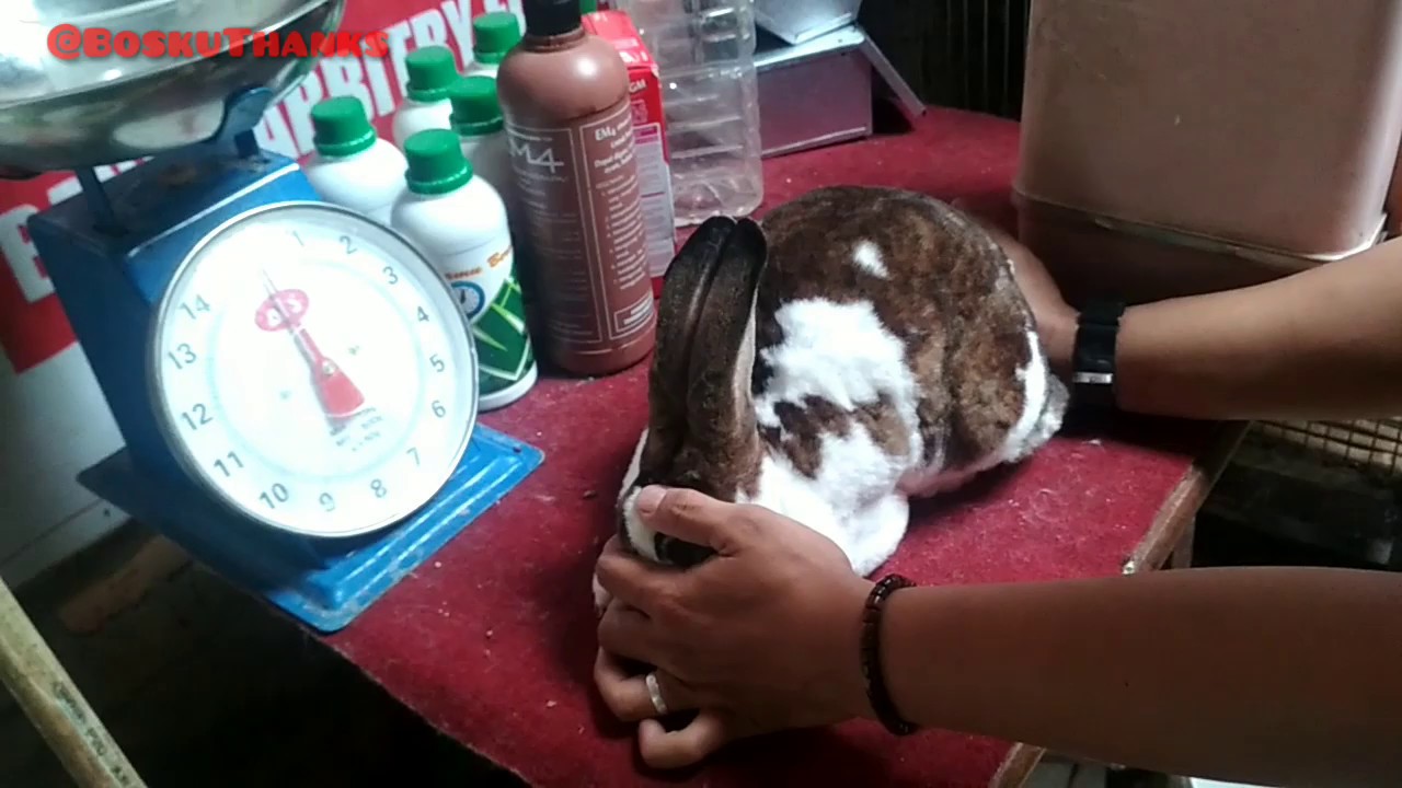 Sukses ternak kelinci, menghasilkan jutaan rupiah ternak kelinci import ...