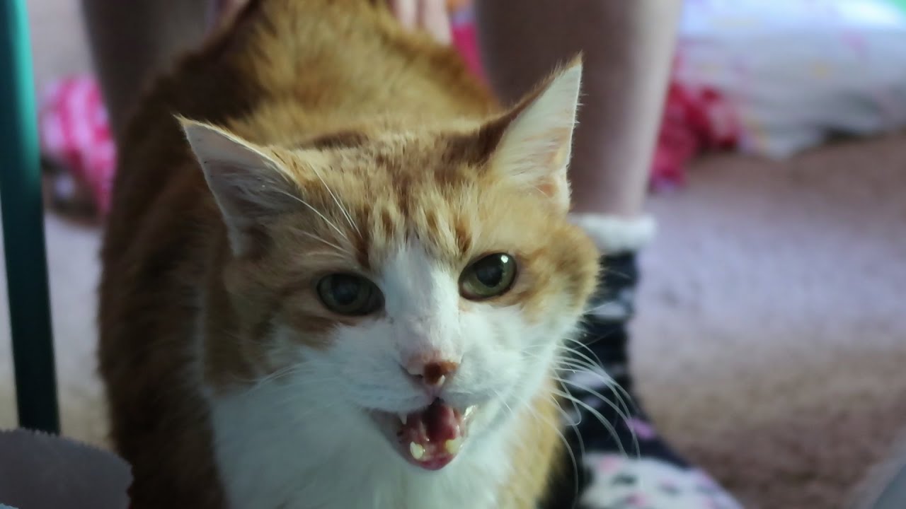 Happy Cat Meows - YouTube