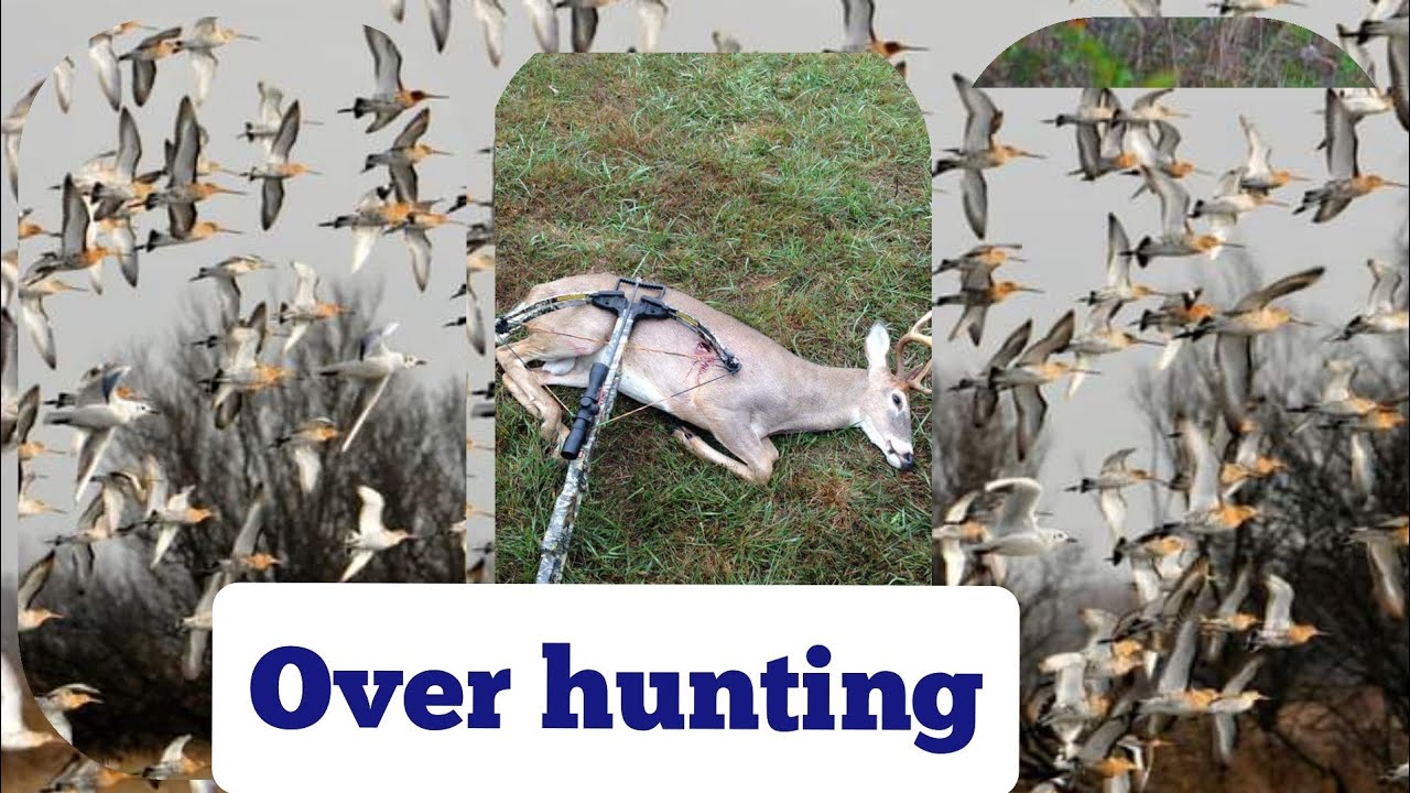 over hunting class 9th biology - YouTube