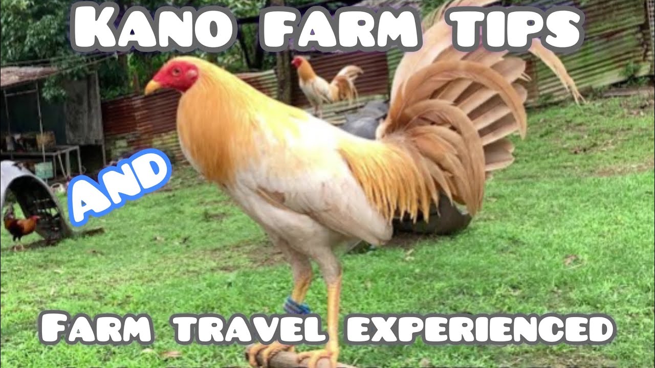 KANO FARM TIPS AND FARM TRAVEL EXPERIENCES #facilities #ideas #experience #alluring #design ...