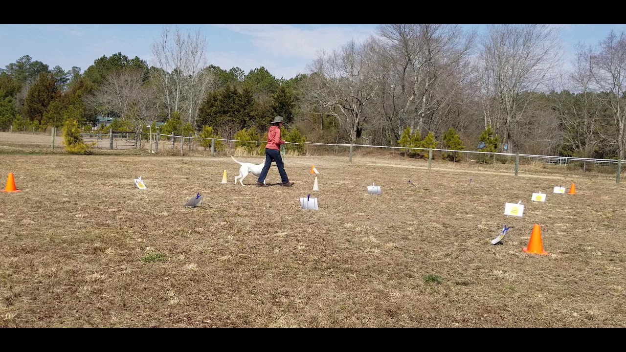 Ari Akc Beginner Novice Course #2 - YouTube