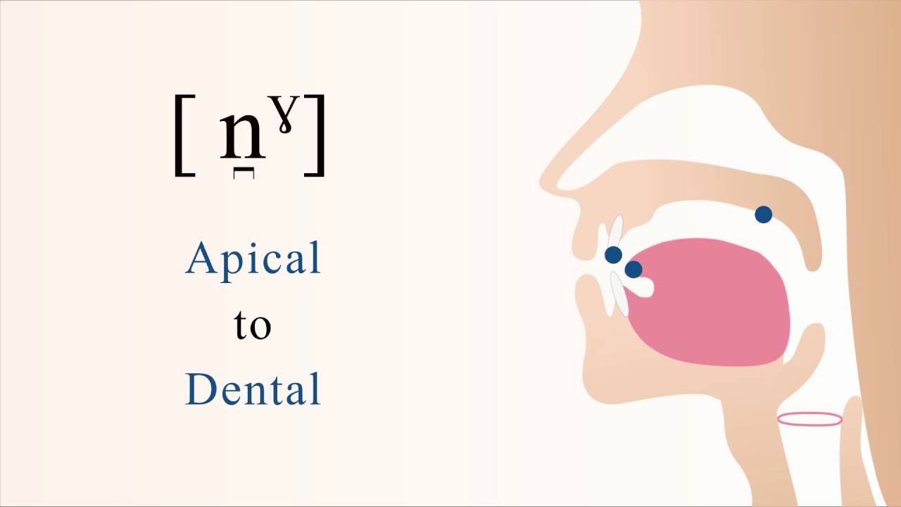 [ n̪ˠ ] voiced unaspirated velarized apical dental nasal stop - YouTube