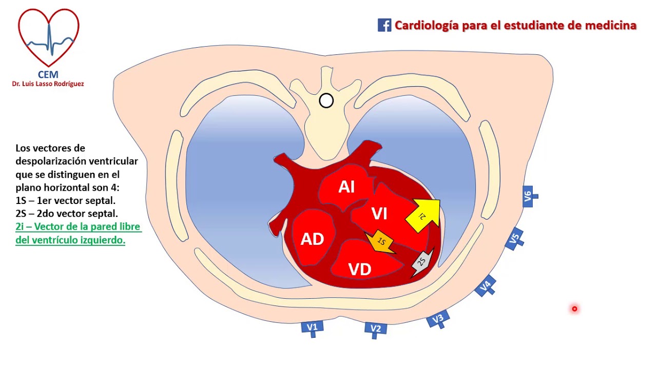 Derivaciones precordiales - YouTube