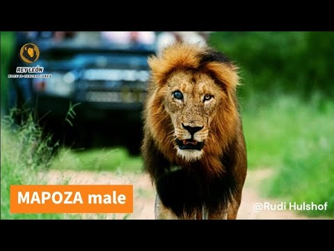 El macho MAPOZA - Leyenda del Kruger (Legend of the Kruger) - YouTube
