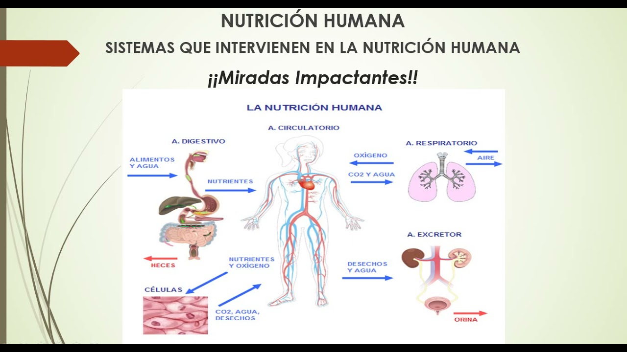 CIENCIAS NATURALES: NUTRICIÓN HUMANA - YouTube