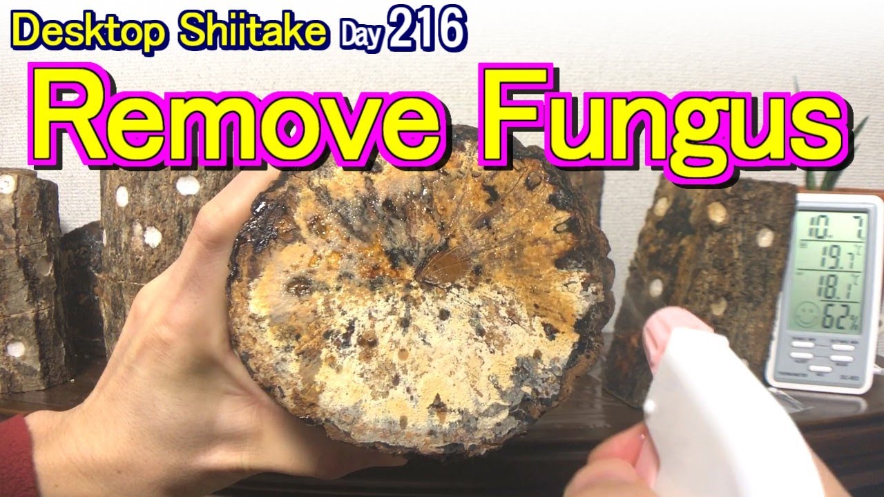 How to Remove Other Fungi from Shiitake Log.【Day 216】 - YouTube