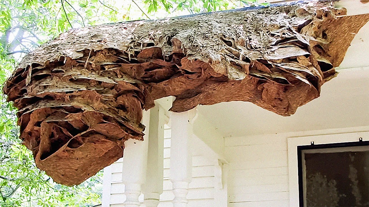 Scariest Mass Insect Invasion Ever Recorded - YouTube