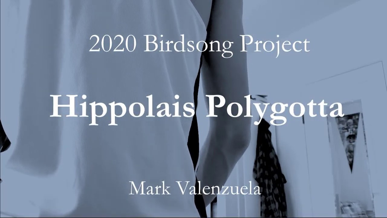 2020 Birdsong Project Mark Valenzuela HIPPOLAIS POLYGOTTA - YouTube