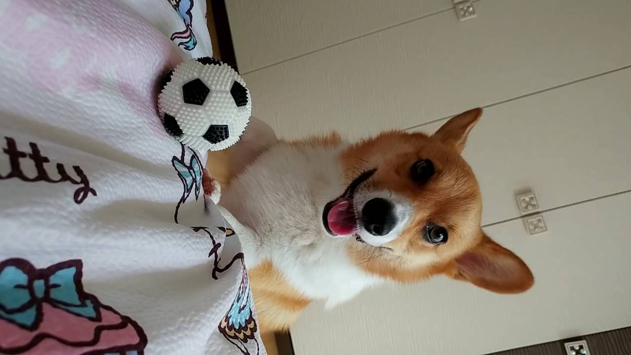 심쿵!주의 good morning~ 빨리 일어나세요~ 귀요미 웰시코기 (Welsh corgi) 코코의 모닝콜~ - YouTube
