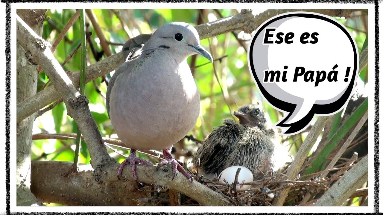 TORCAZA 🐣 La HISTORIA de un PICHÓN / EARED DOVE 🐣 The STORY of a PIGEON ...