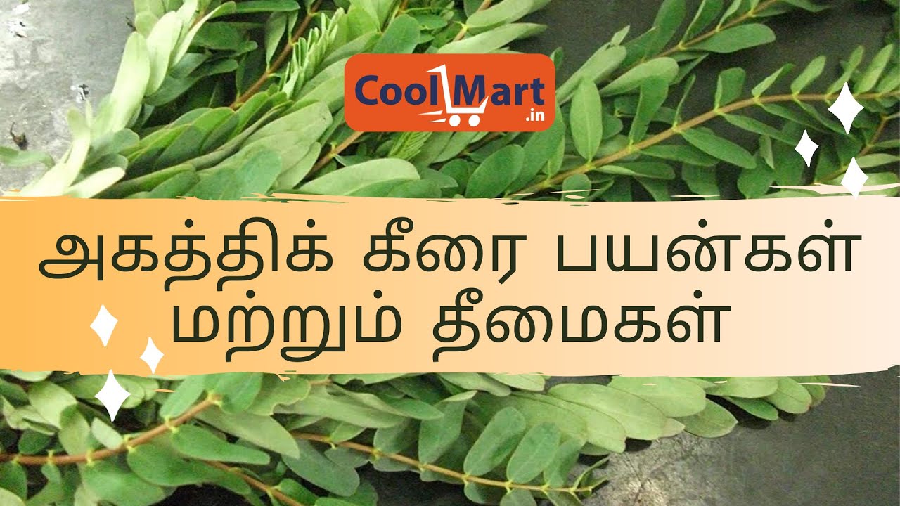 அகத்திக் கீரை பயன்கள் மற்றும் தீமைகள் / Agathi leaves benefits & Uses ...