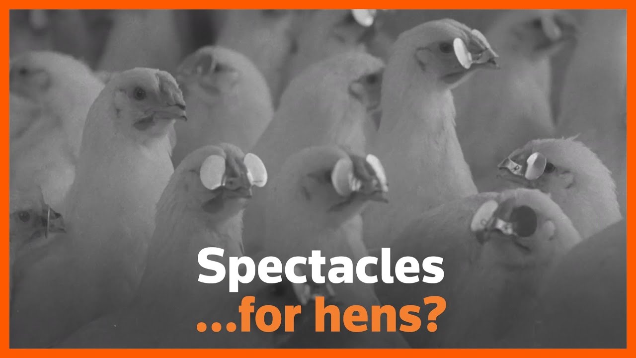Inventions: Spectacles for chickens? - YouTube