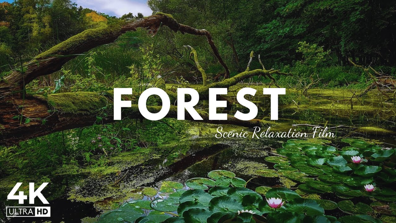 Explore the Forest 4K - Nature Relaxation Film - 4K ULTRA HD - YouTube