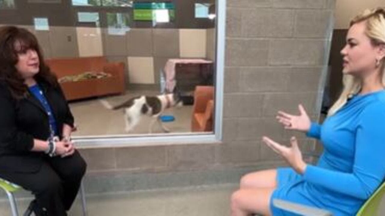 FOX5’s Kim Passoth went one-on-one with Animal Foundation CEO Hilarie ...