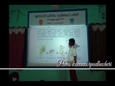 Food web - 7th science - term 3 - Interactive whiteboard activity - YouTube